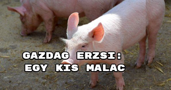 Gazdag Erzsi: Egy kis malac - Meglepetesvers.hu